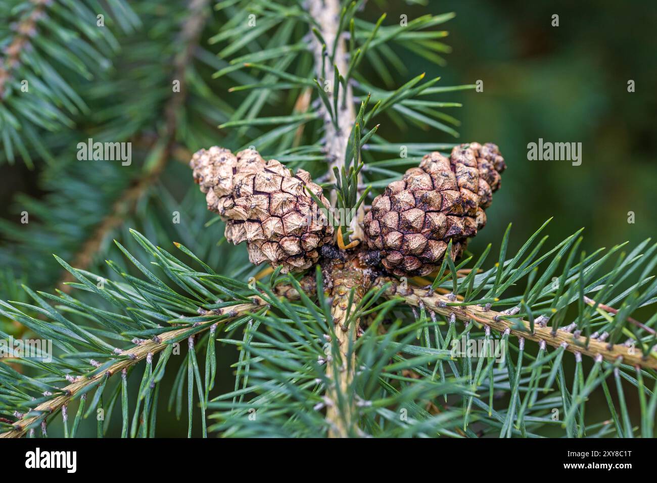 Tree branch cone flora seeds seed hi-res stock photography and images ...