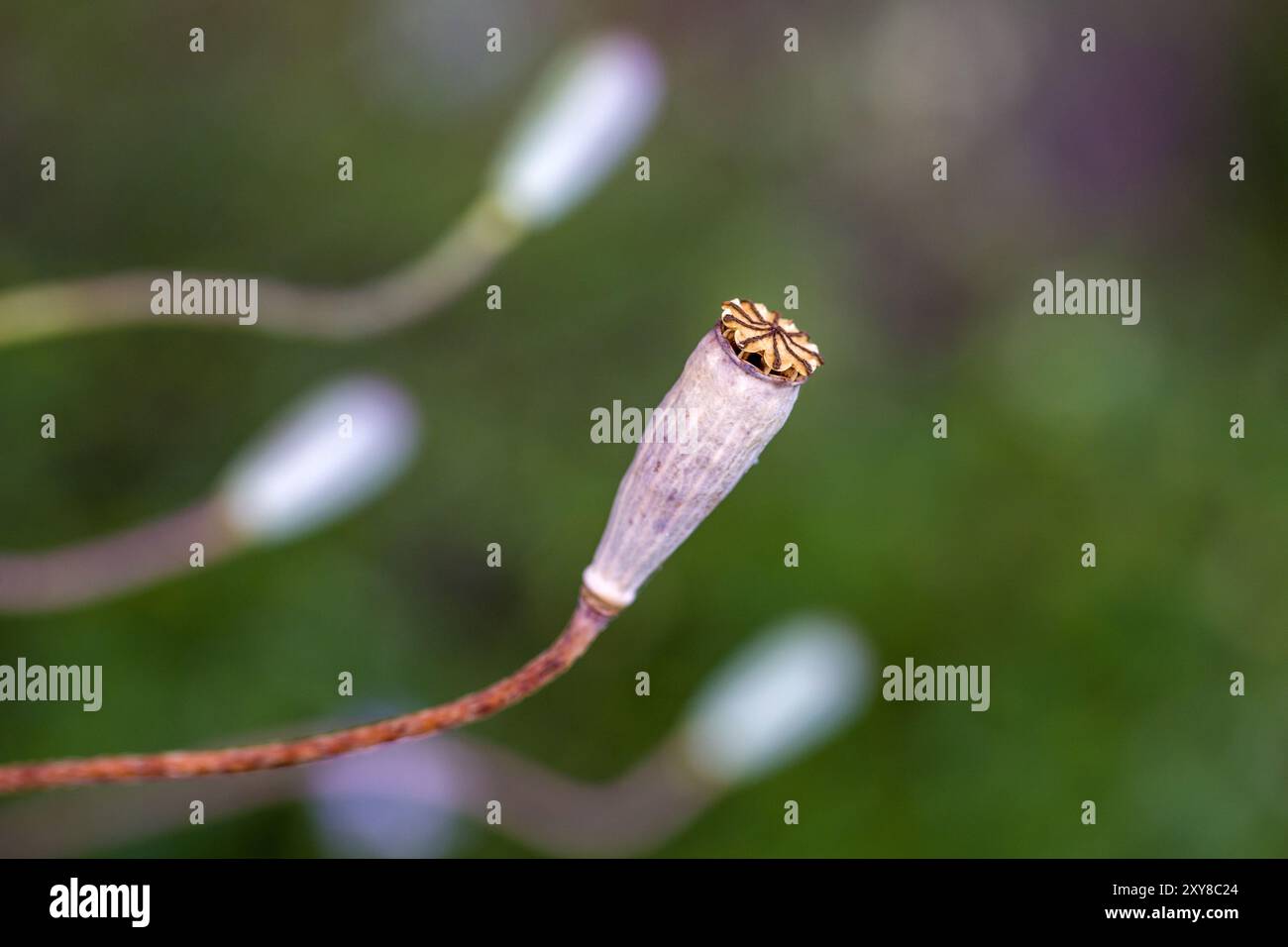 the ripe seed capsule with beautiful pattern of wild poppy with blurred ...