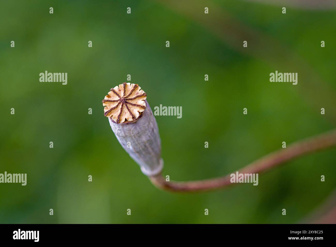 the ripe seed capsule with beautiful pattern of wild poppy with blurred ...