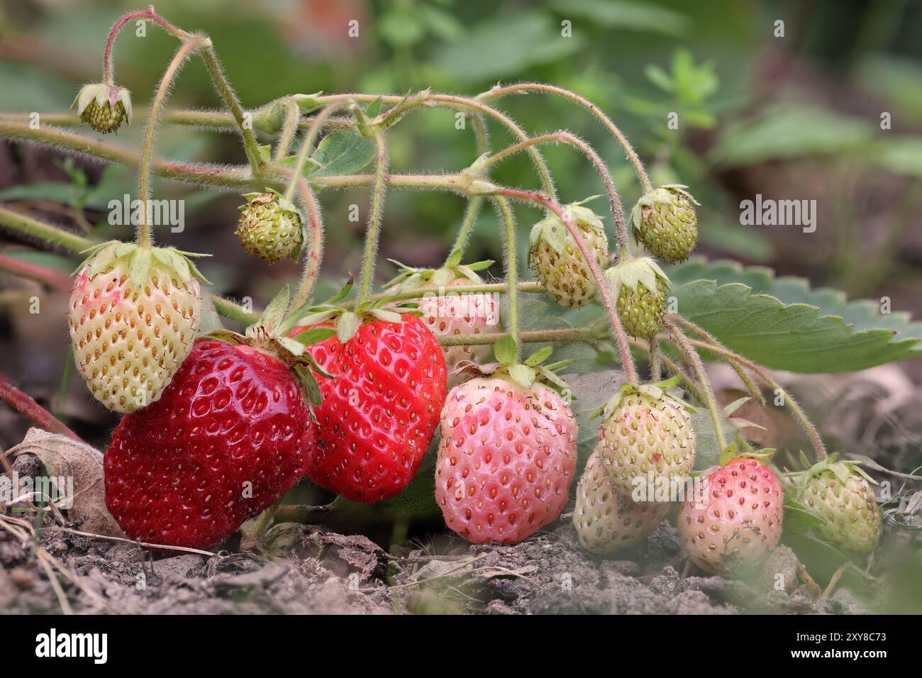 a bunch of red ripe and white unripe strawberries on a bush in the ...