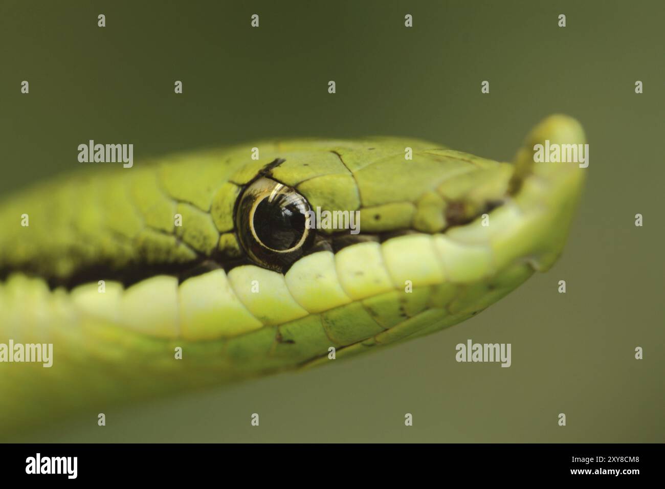 Head of long-nosed bush snake (Philodryas baroni) with long nose, viper ...