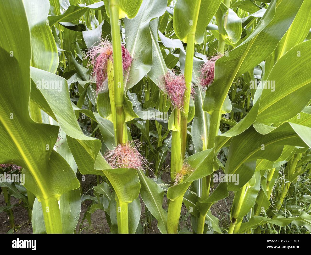 Several female flowers in the form of small clusters of thin red ...