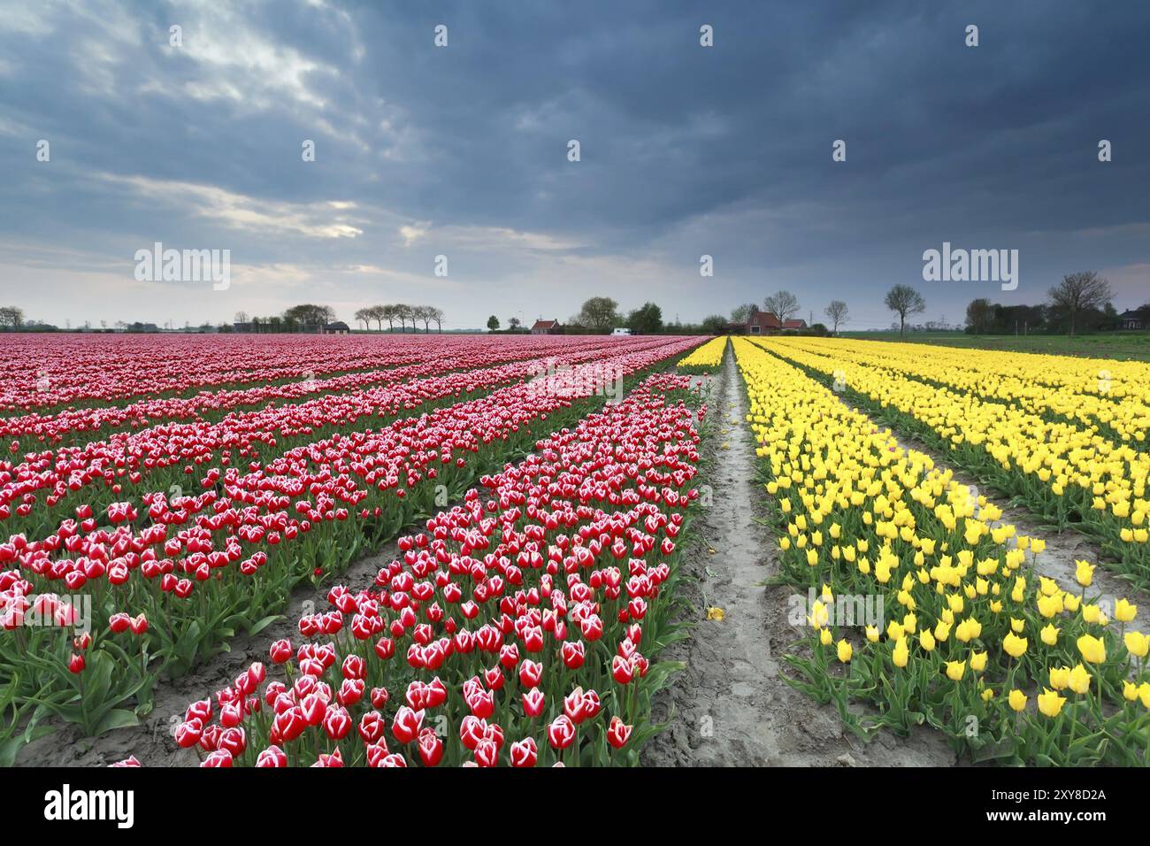 Colorful spring tulip field in Holland Stock Photo - Alamy