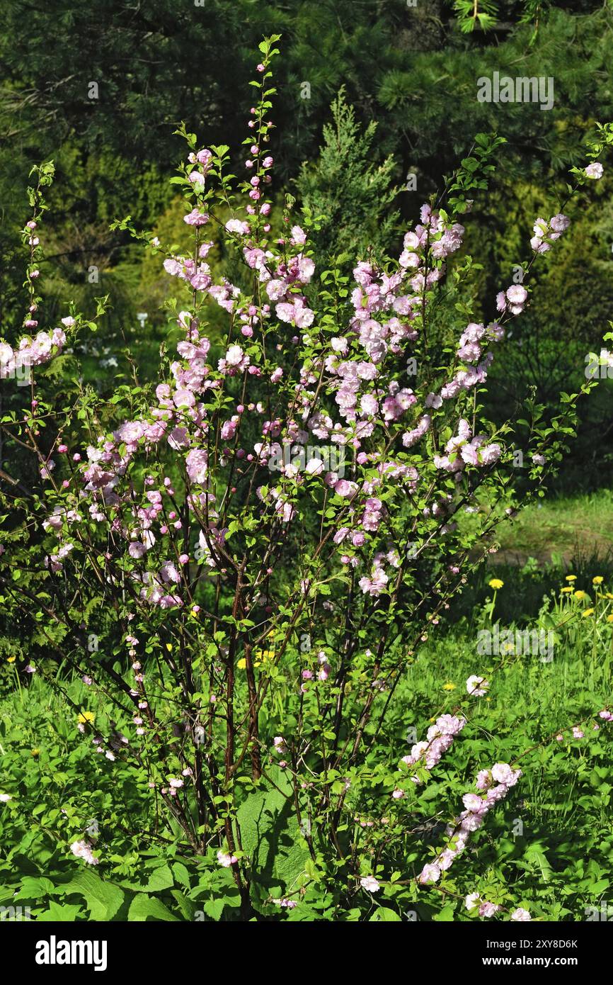 Prunus triloba prunus triloba hi-res stock photography and images - Alamy