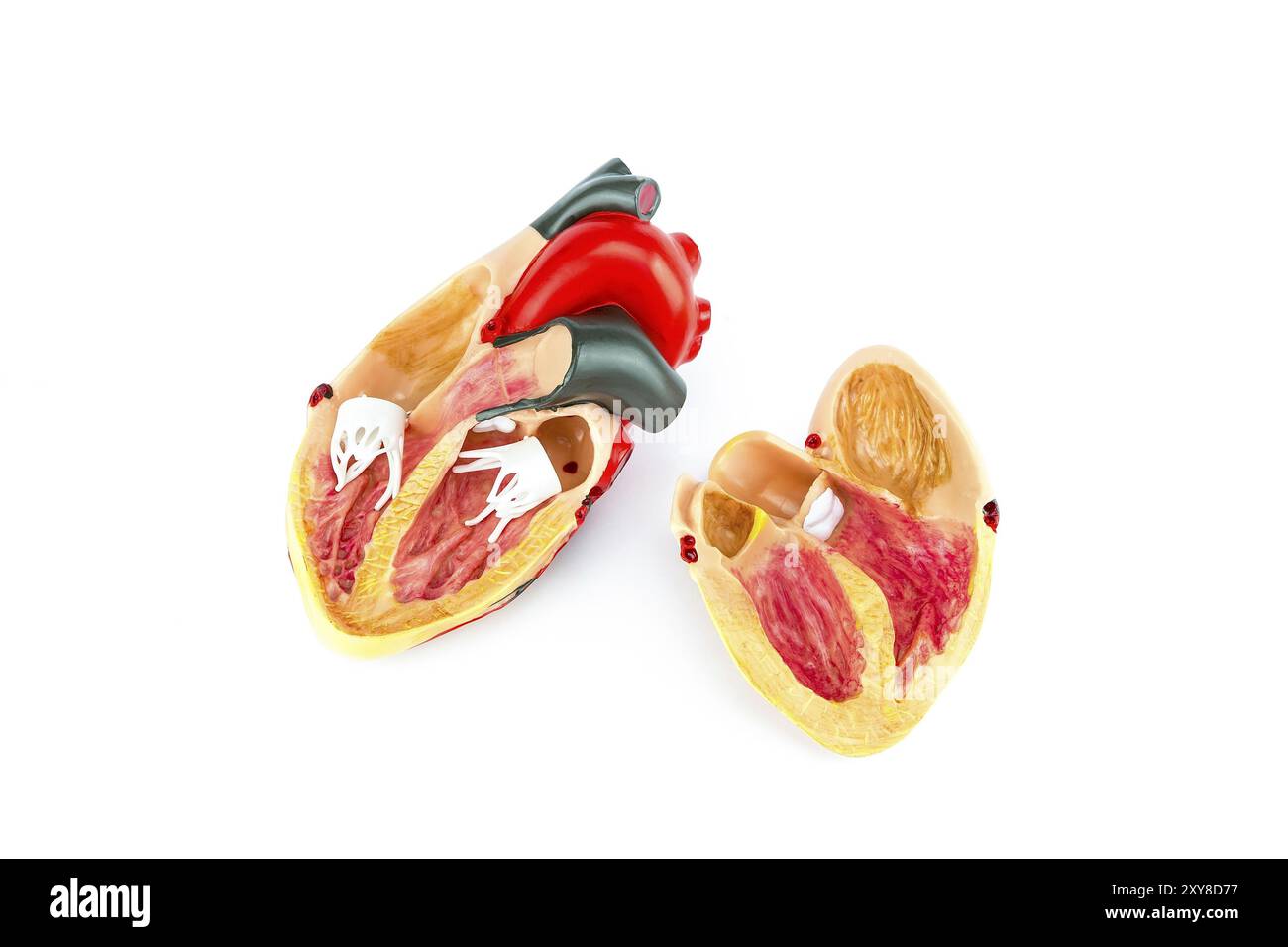 Inside human heart model isolated on white background Stock Photo - Alamy