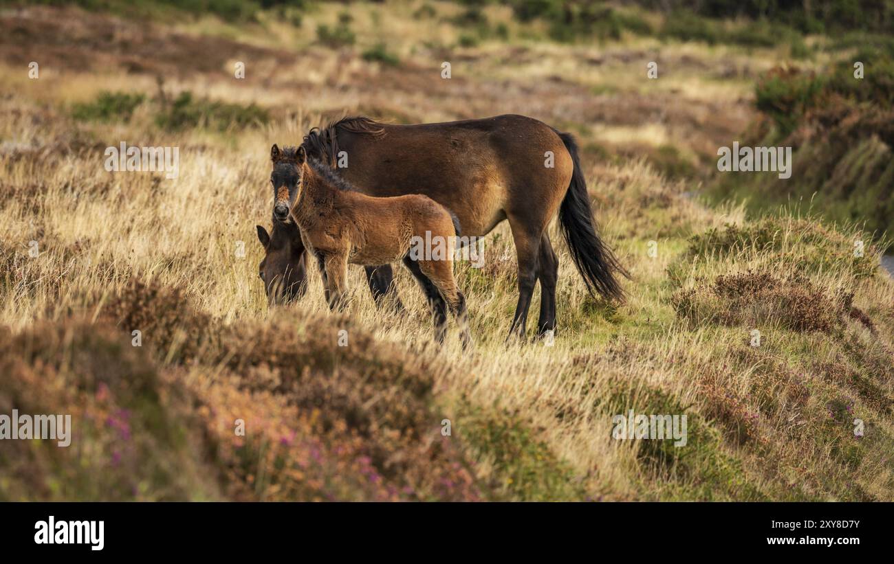 Wild Exmoor Ponies, seen on Porlock Hill in Somerset, England, UK Stock ...