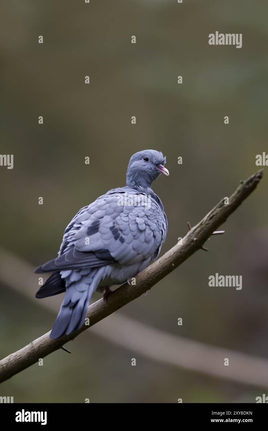 Stock Dove, Columba oenas, Stock Dove Stock Photo - Alamy