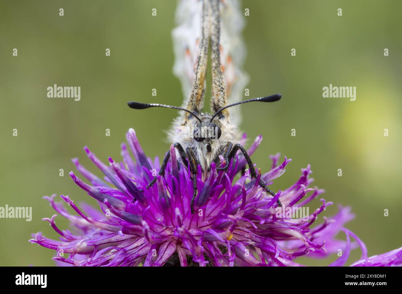 Apollo butterfly, Parnassius apollo, mountain Apollo Stock Photo - Alamy