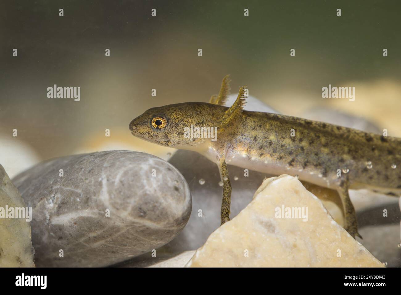 Pond newt larva, Lissotriton vulgaris, smooth newt Stock Photo - Alamy