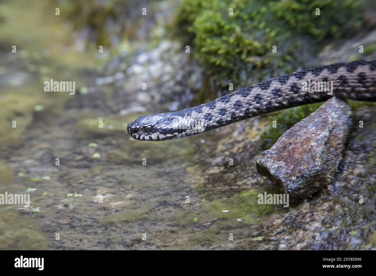 Adder, Vipera berus, common European adder Stock Photo - Alamy