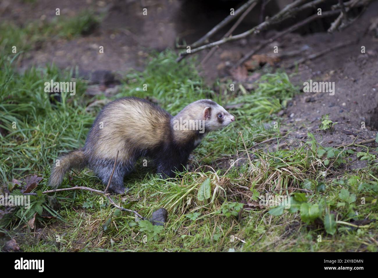 Ferret, Mustela putorius furo, ferret Stock Photo - Alamy