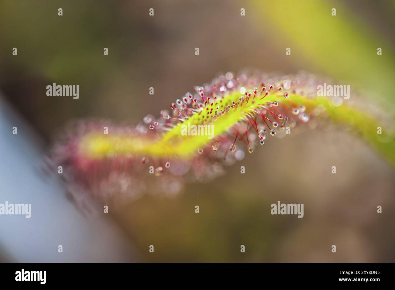 Cape Sundew, Drosera capensis, is a carnivorous species of perennial ...