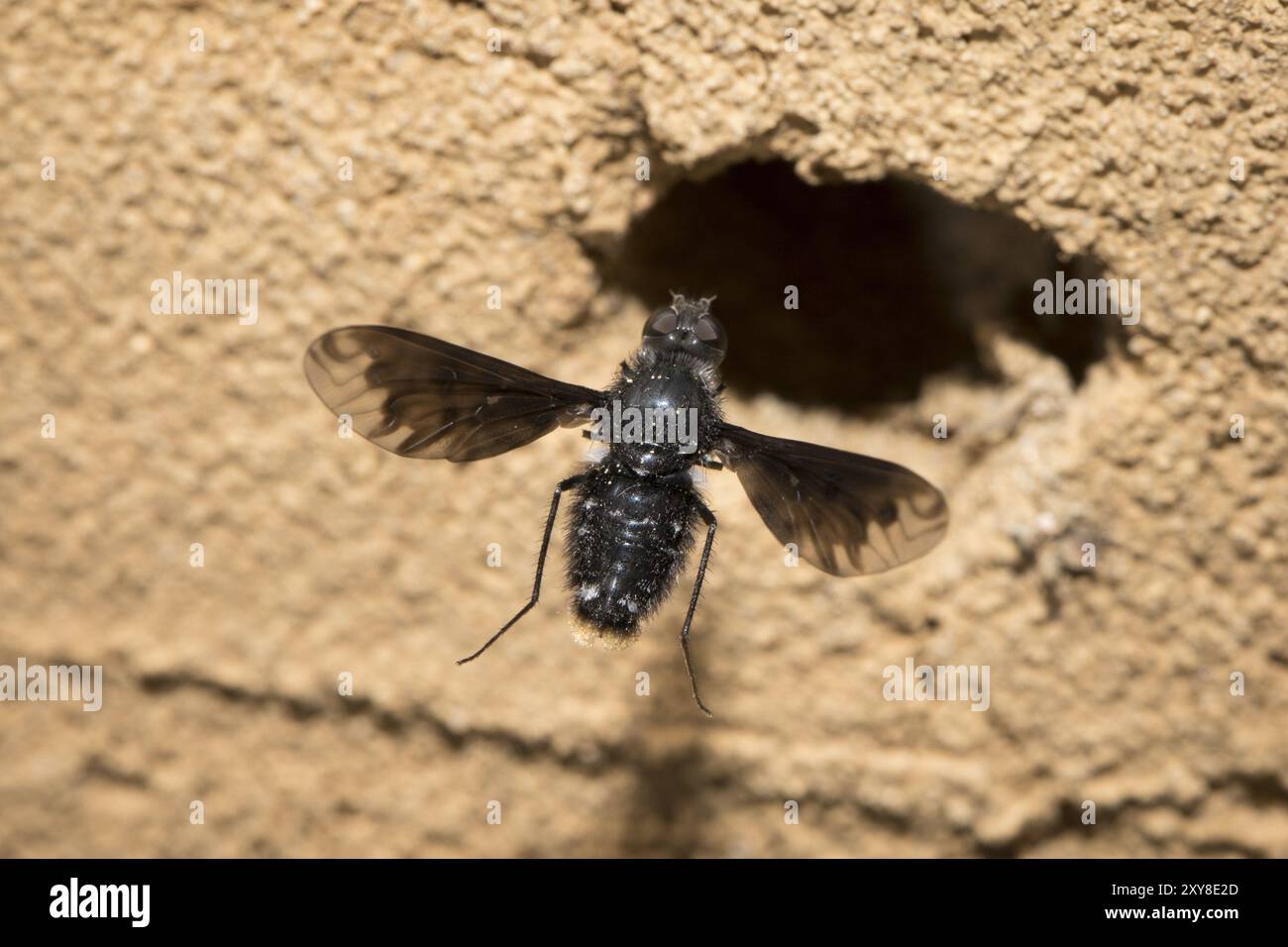 Mourning hoverfly, Anthrax anthrax, bee fly Stock Photo - Alamy