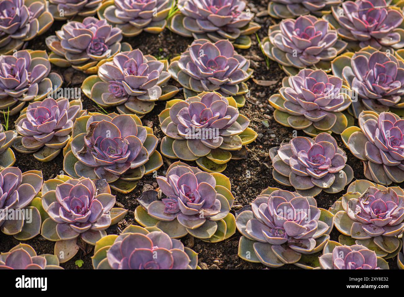 White mexican rose hi-res stock photography and images - Alamy