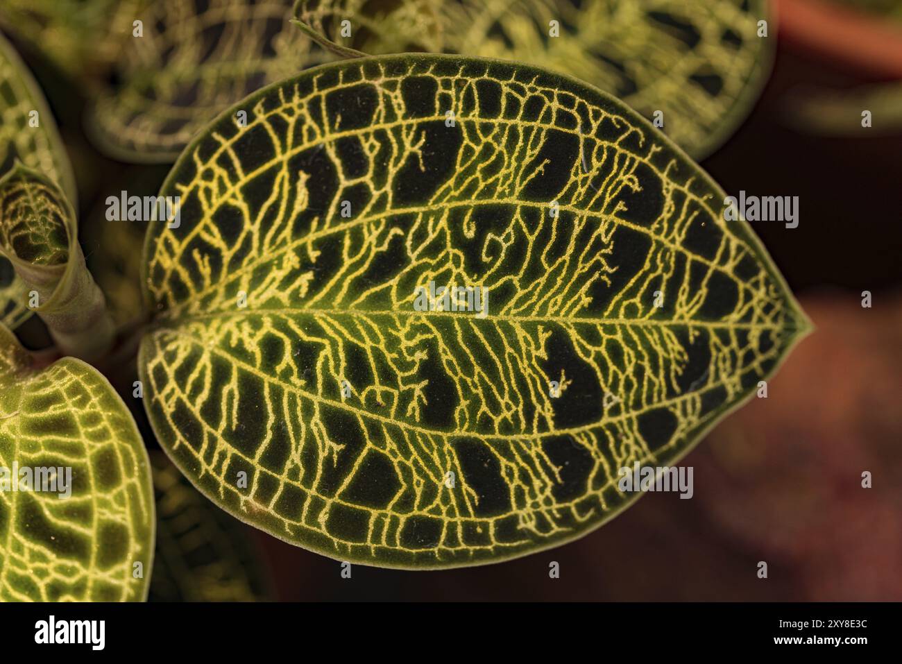 Dossinia hi-res stock photography and images - Alamy