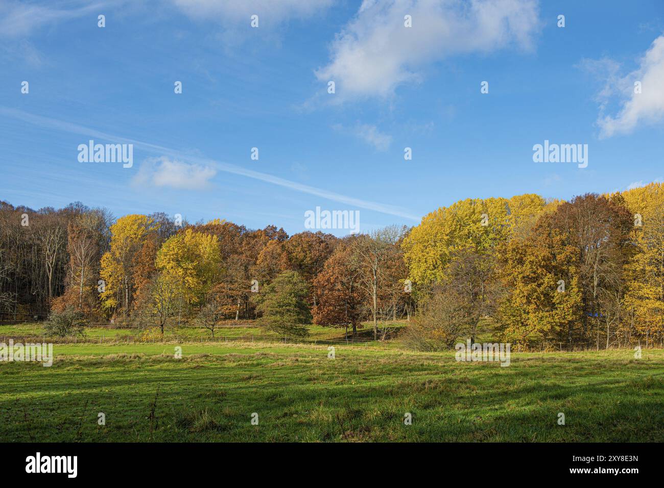 Autumn coloured forest, green field and blue sky Stock Photo - Alamy