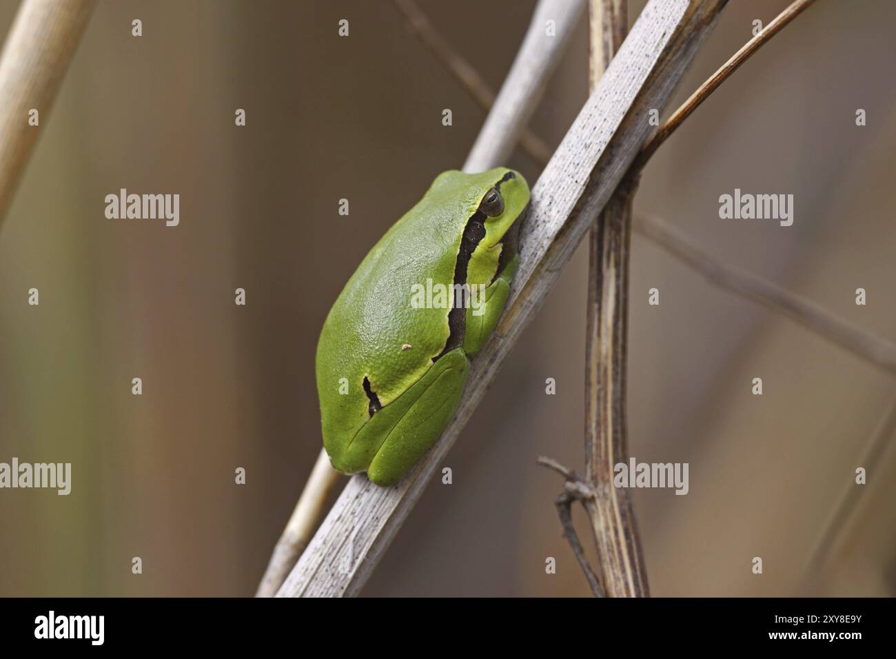 European holarctic true frog hi-res stock photography and images - Alamy