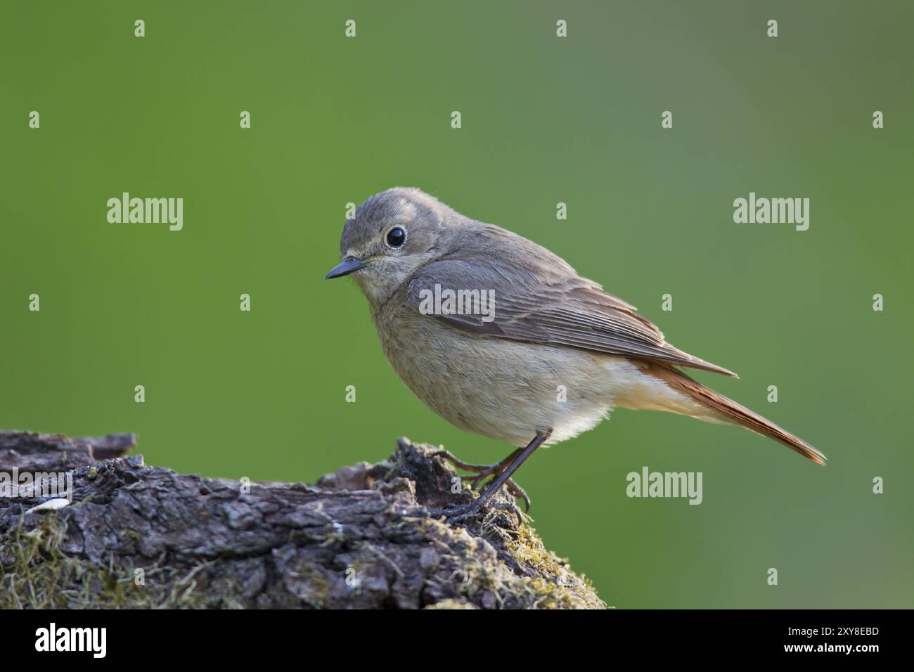 Common redstart, female, Phoenicurus phoenicurus, common redstart ...