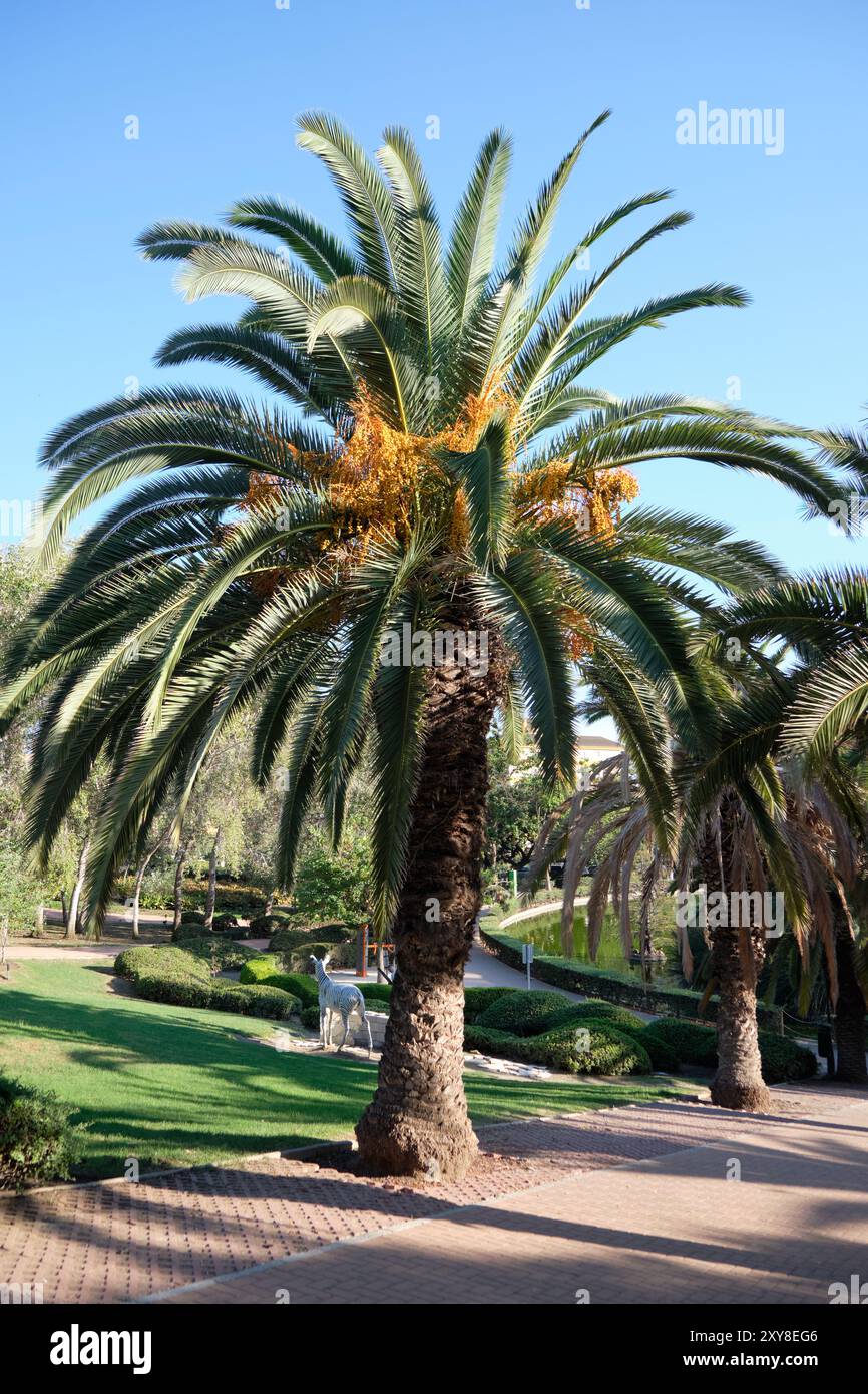Phoenix canariensis, the Canary Island date palm. native to the Canary ...