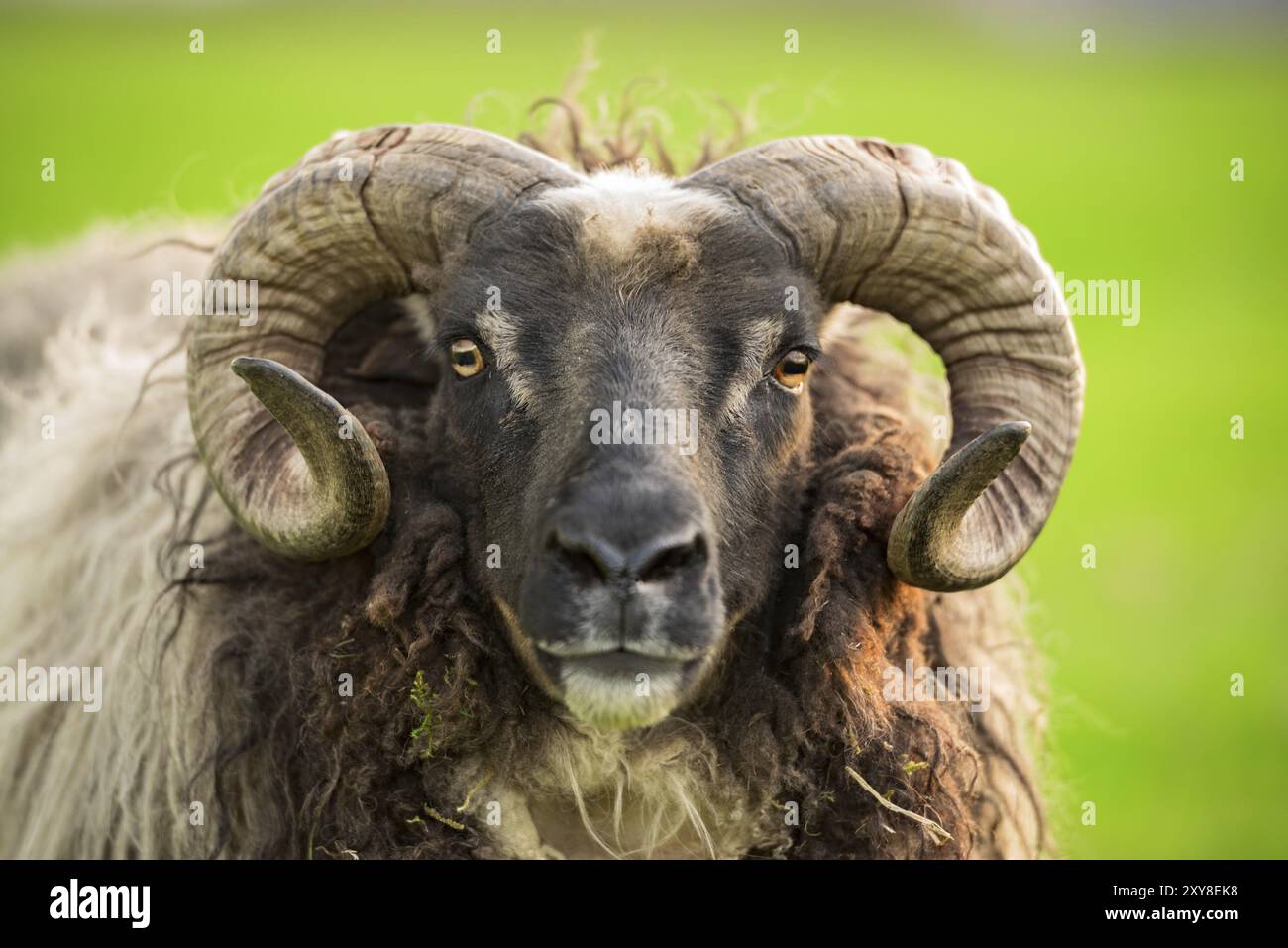 Icelandic ram head hi-res stock photography and images - Alamy