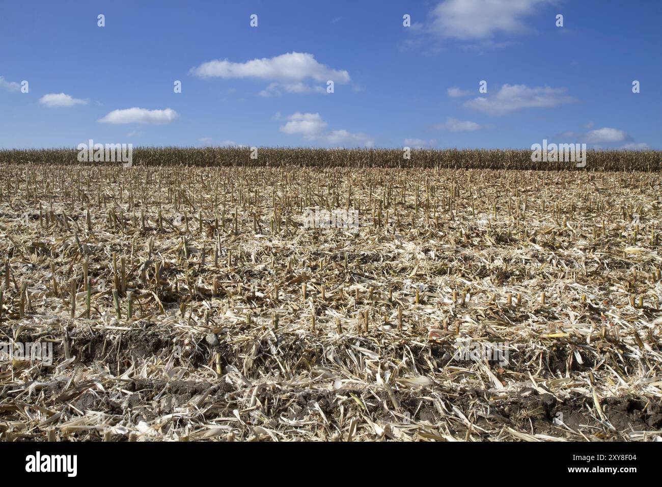 Empty corn field after hi-res stock photography and images - Alamy