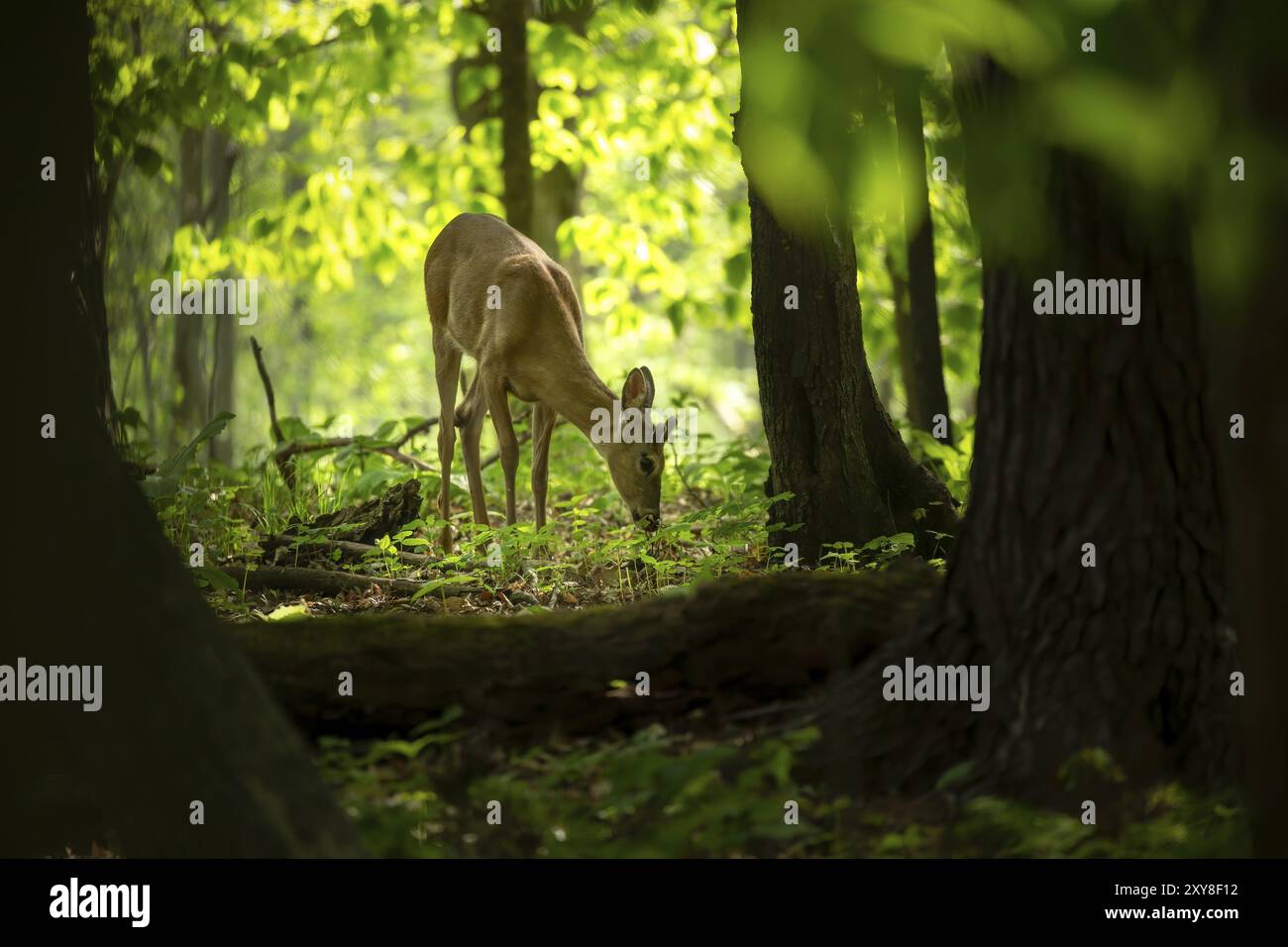 Natural scene from Wisconsin Stock Photo - Alamy