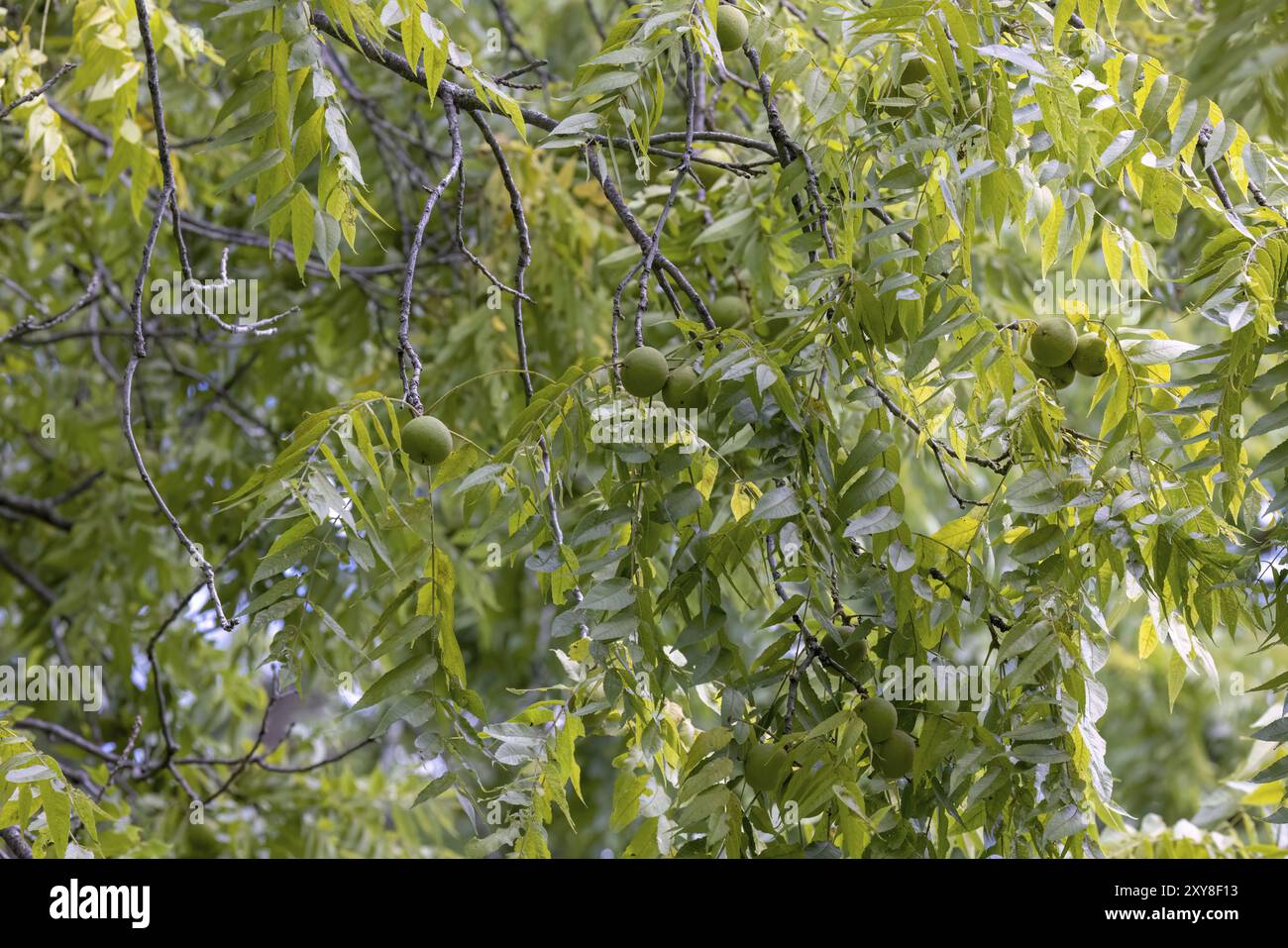 The unripe nuts eastern American black walnut (Juglans) is native to ...