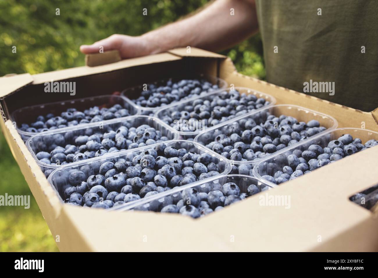 Senior man hands holding box with fresh cultivated blueberry. Healthy ...