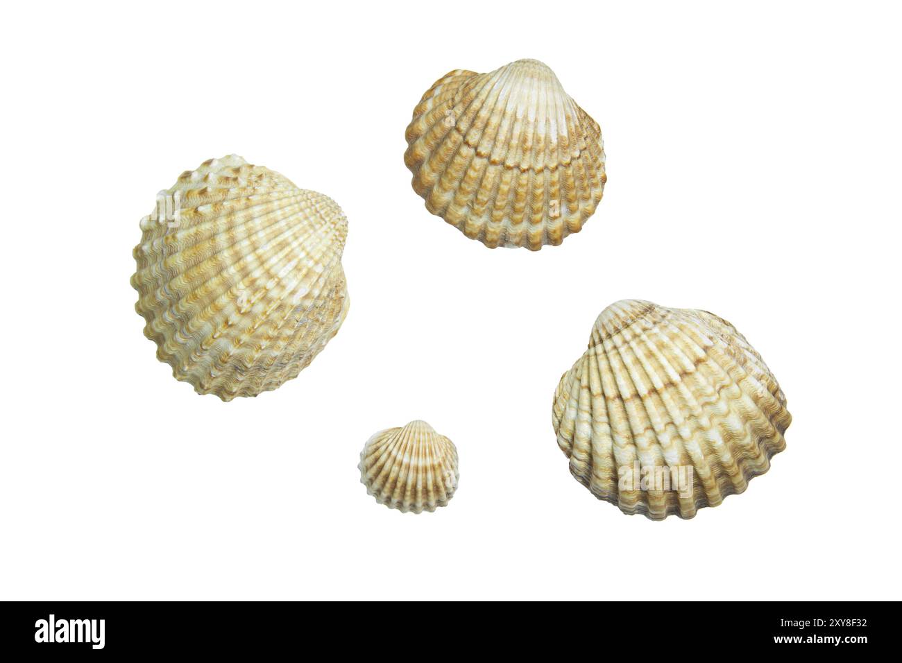 Array of bivalve hi-res stock photography and images - Alamy