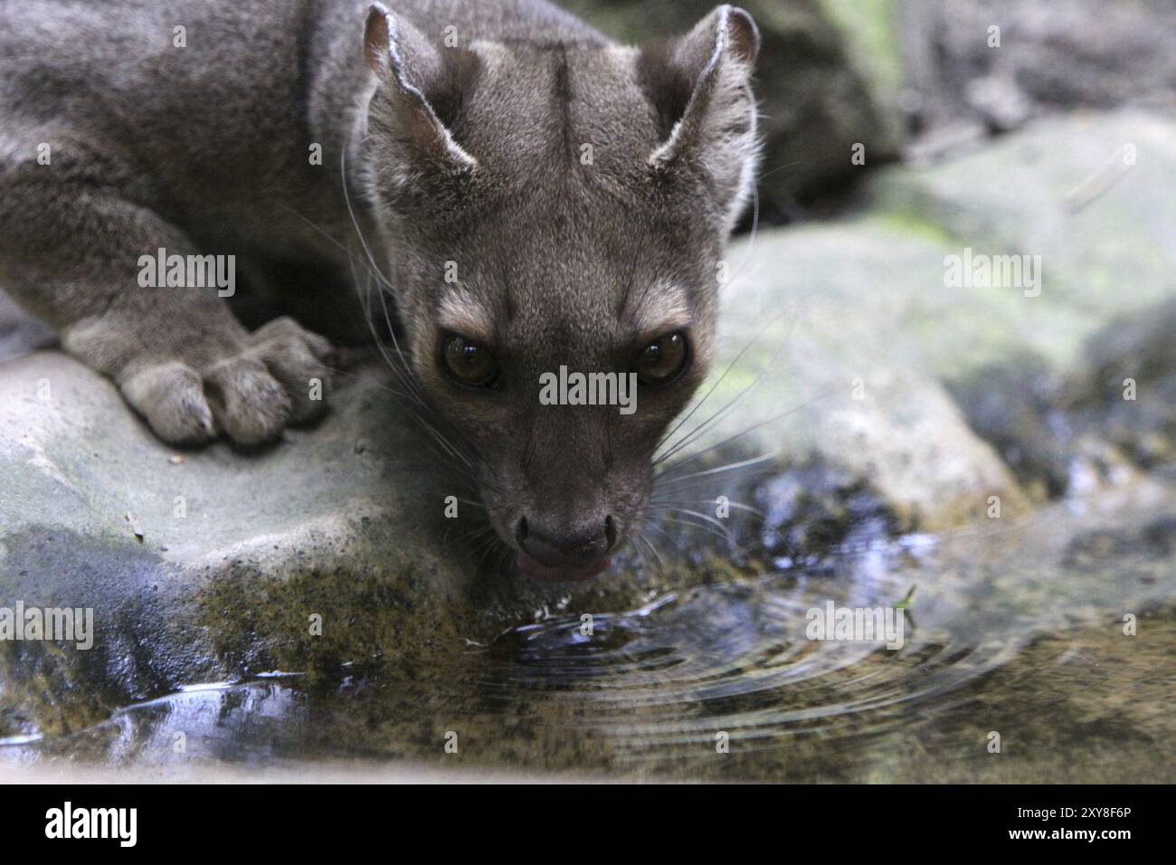 Fossa cryptoprocta ferox animal cat hi-res stock photography and images ...