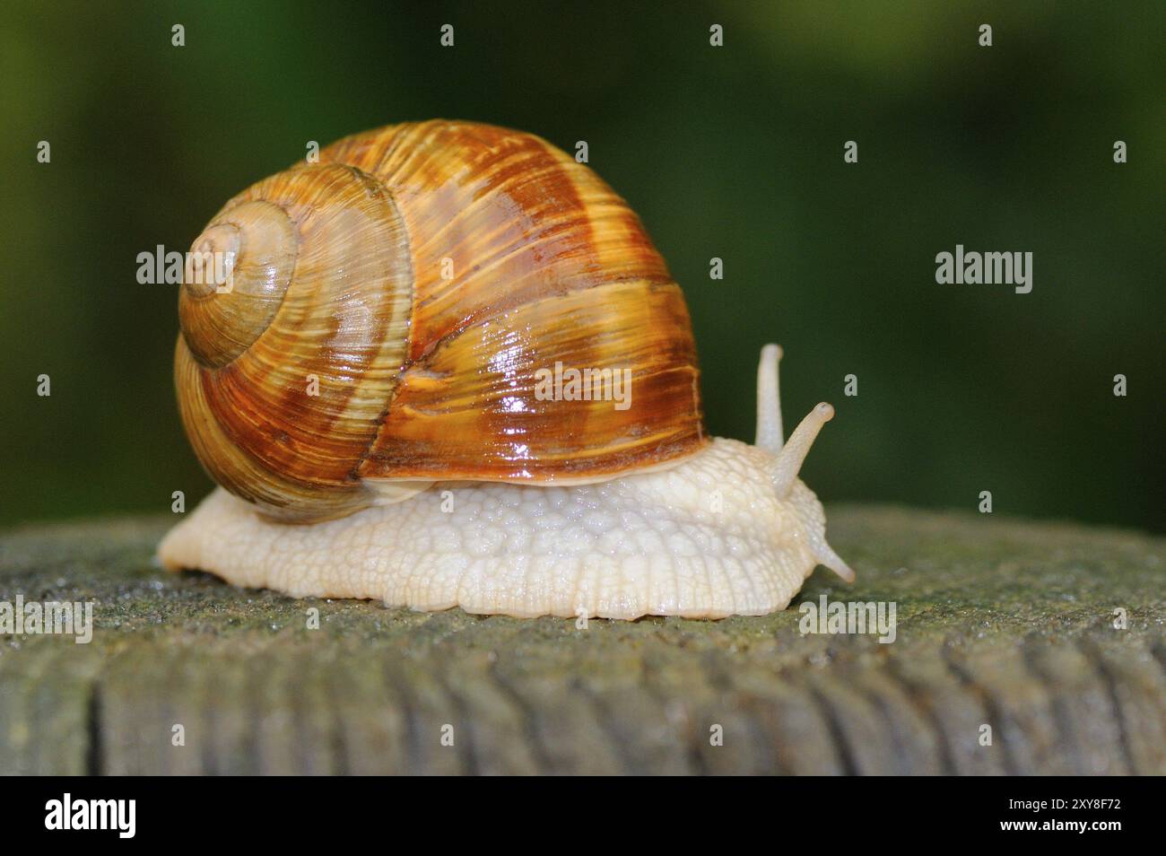 Histozoa hi-res stock photography and images - Alamy