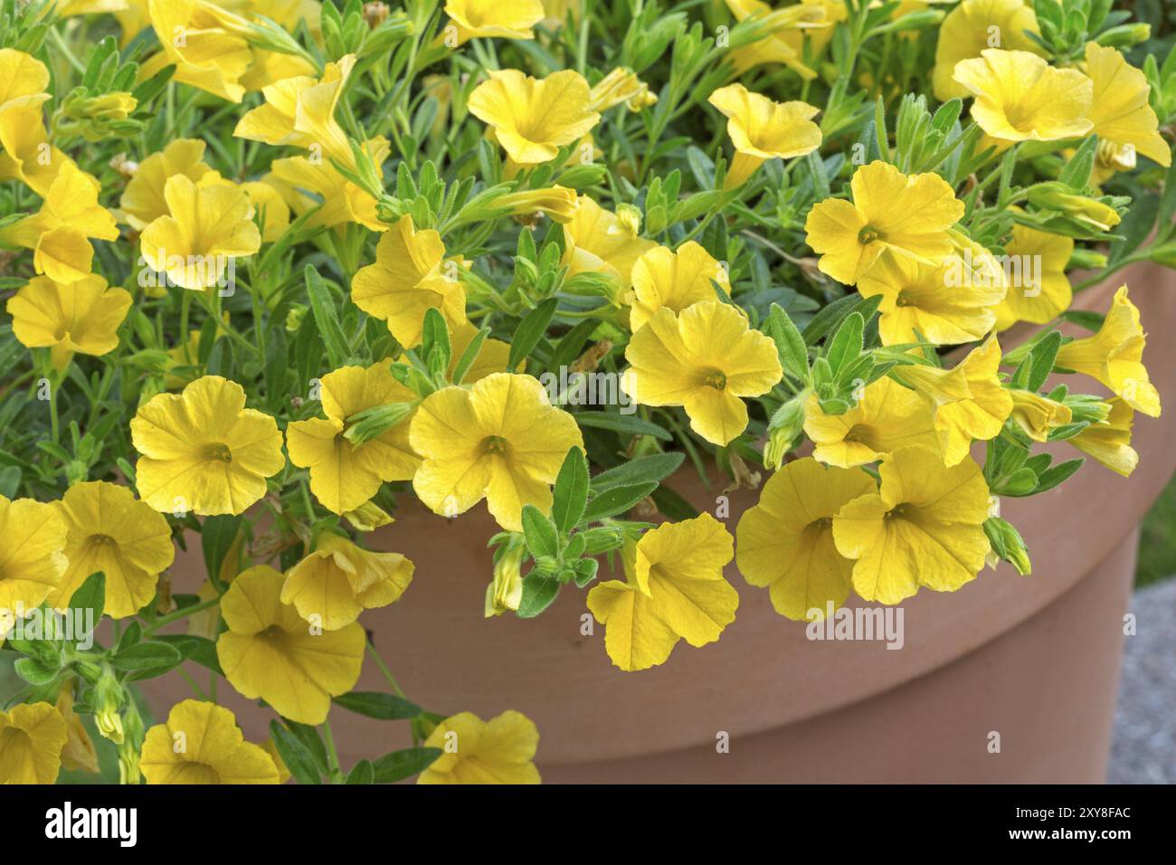 Yellow petunias hi-res stock photography and images - Alamy