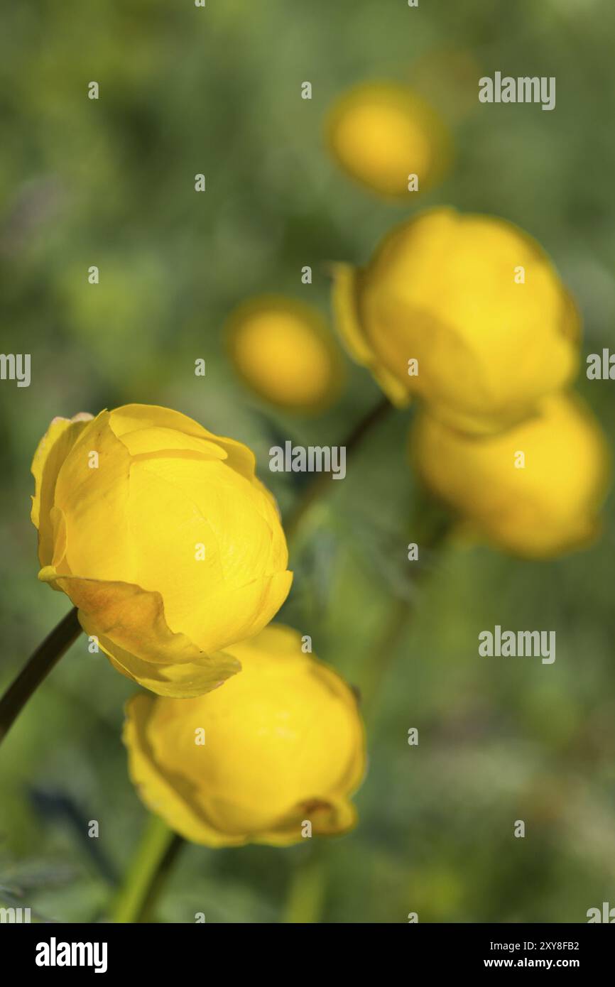 Troll flower (Trollius Europeaus) in the Alps Stock Photo - Alamy