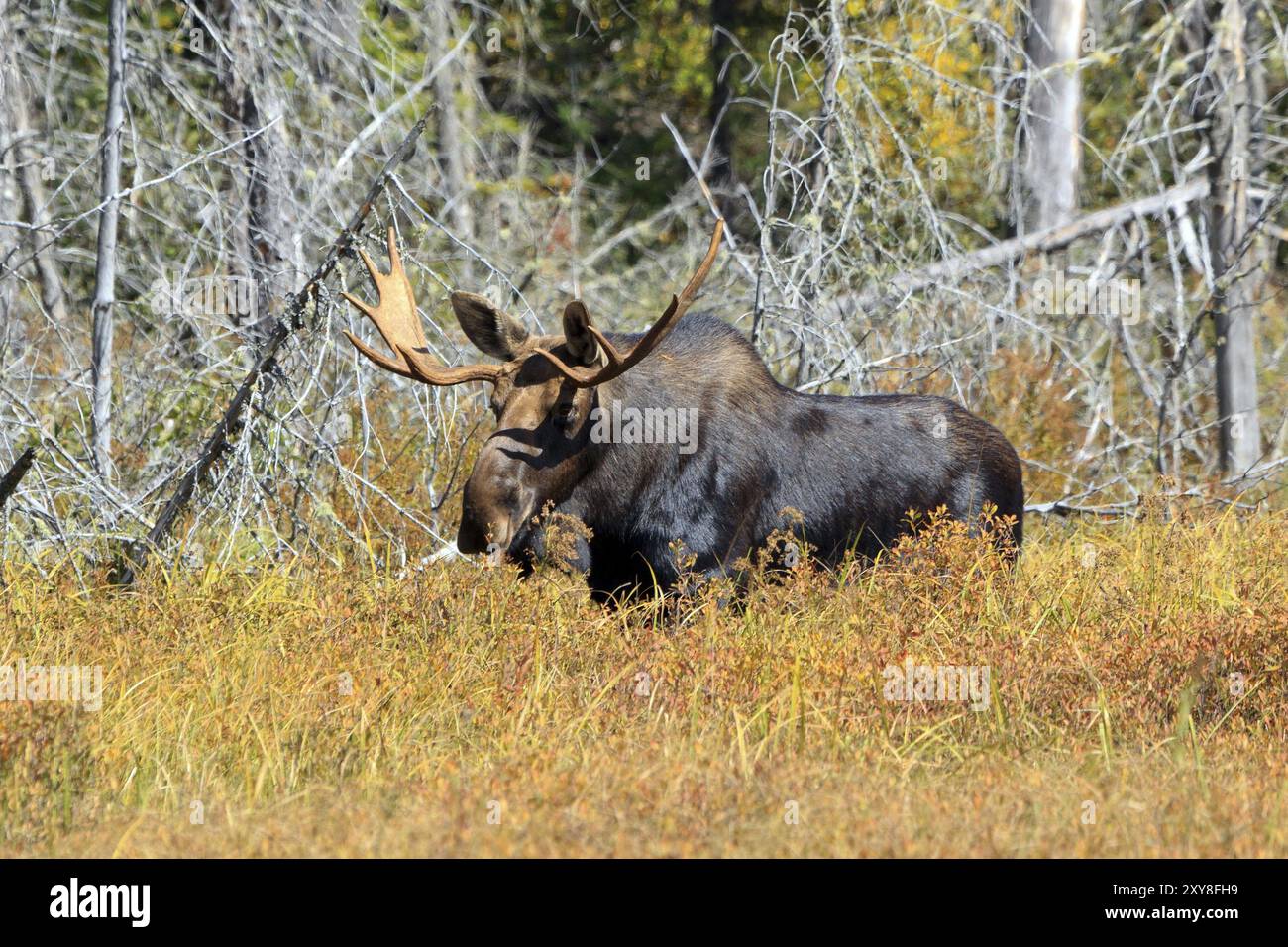 Bull moose in Algonquin Provincial Park in Canada Stock Photo - Alamy