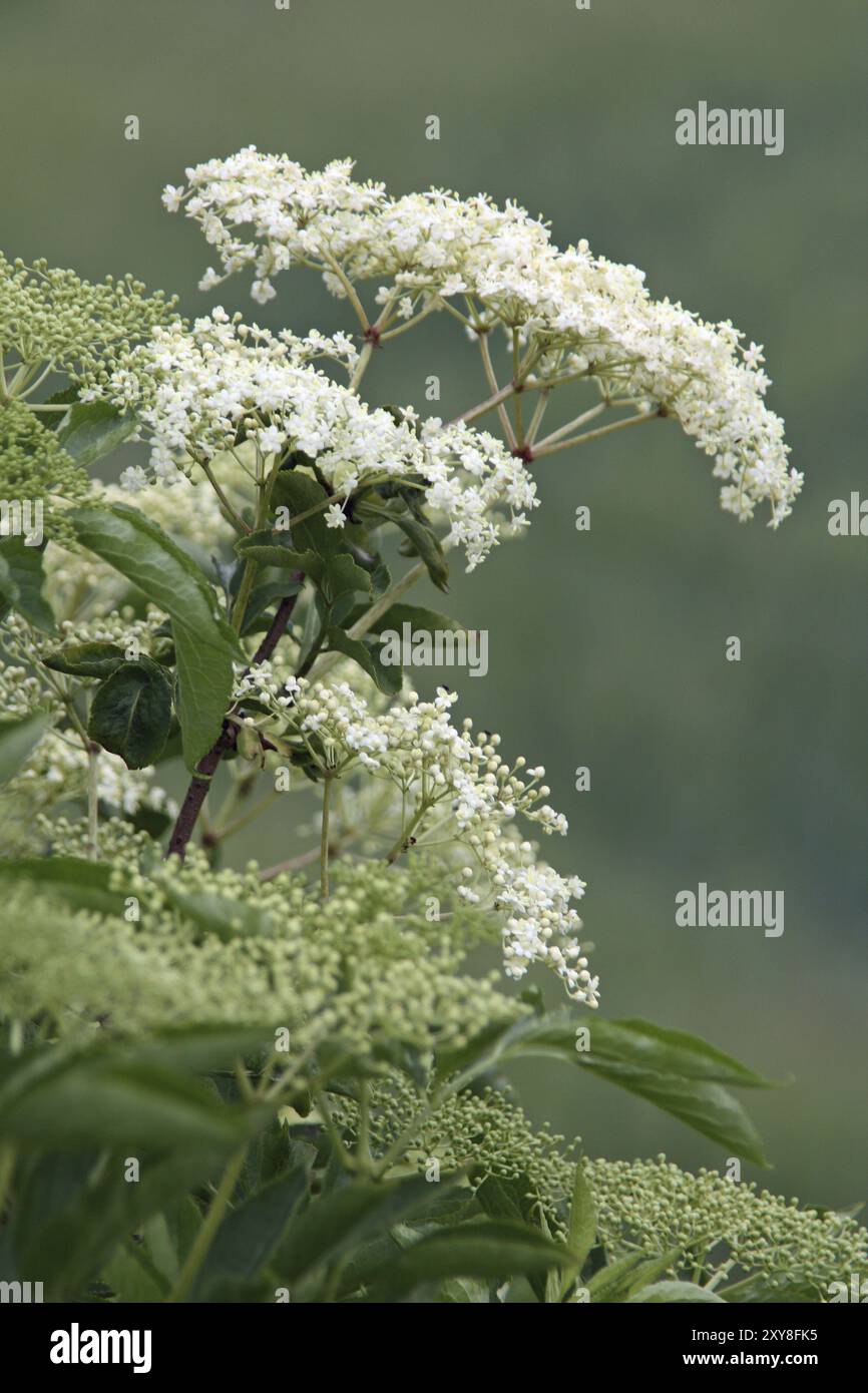 Syringa berry tree hi-res stock photography and images - Alamy