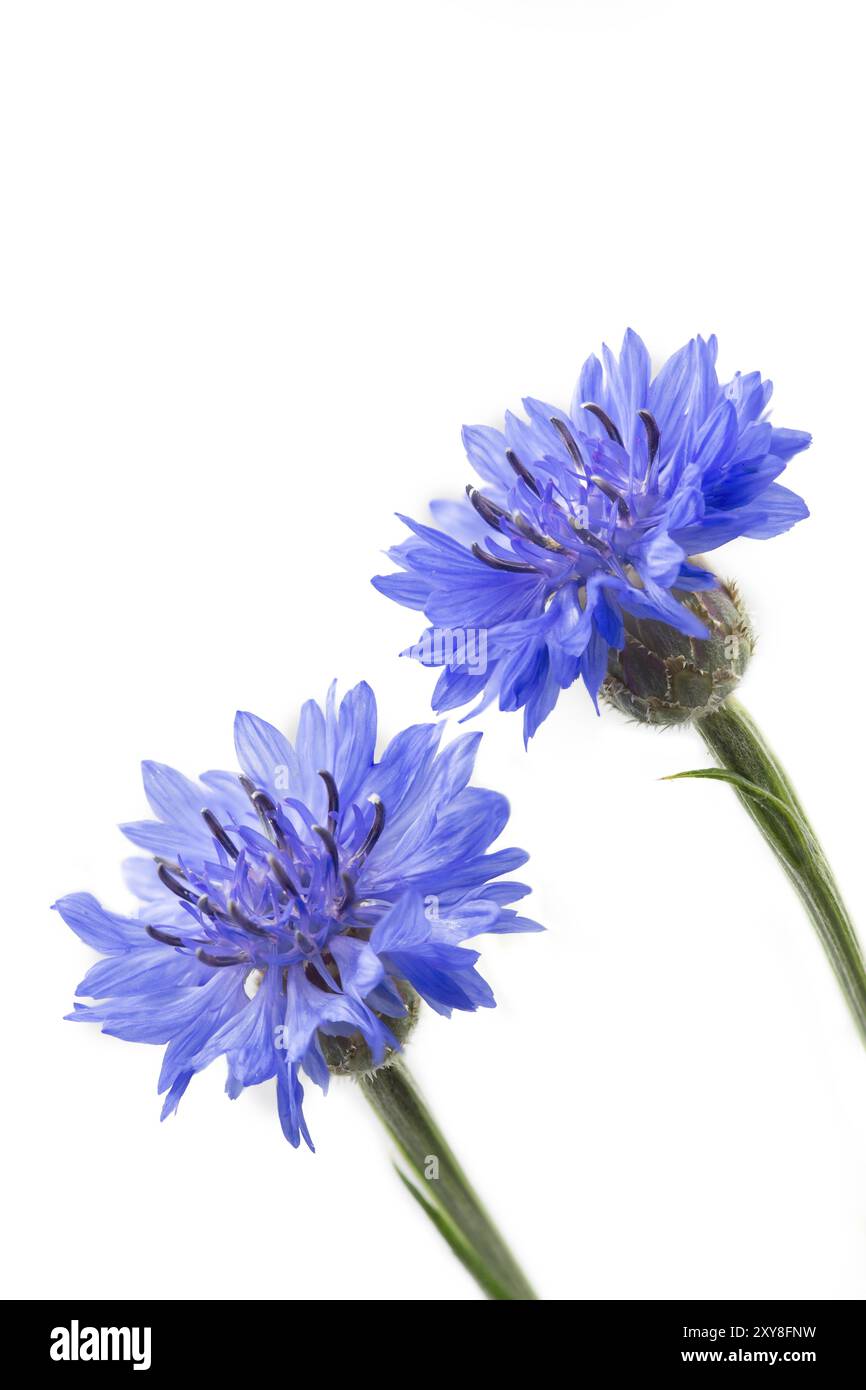 Centaurea asteraceae Cut Out Stock Images & Pictures - Alamy