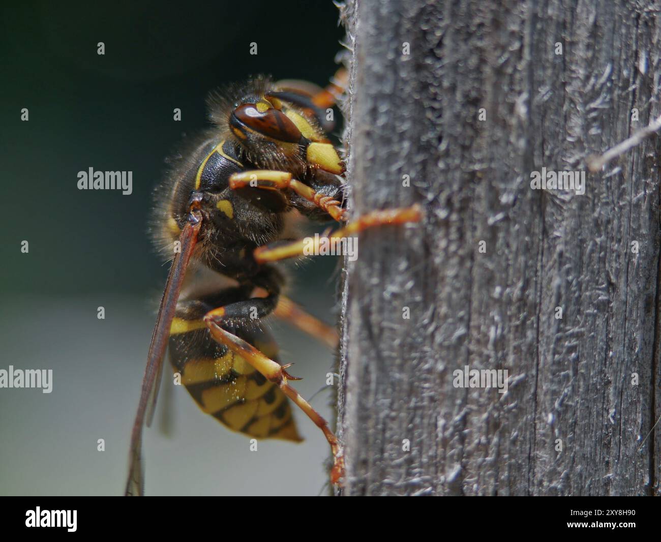 Honeybee detail macro photo hi-res stock photography and images - Alamy