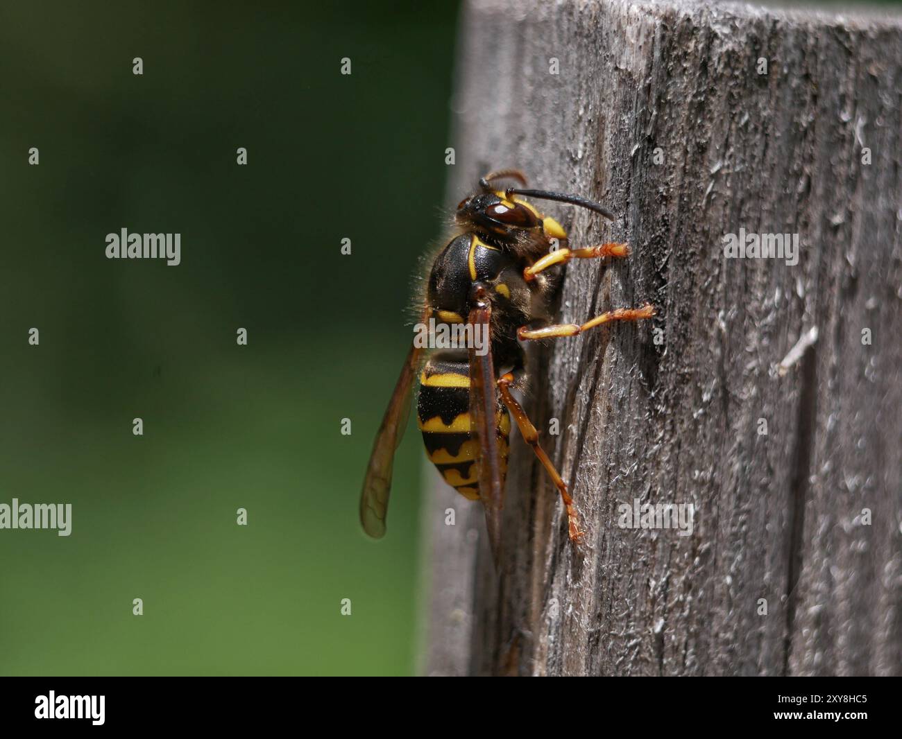 Macro bee detail hi-res stock photography and images - Alamy