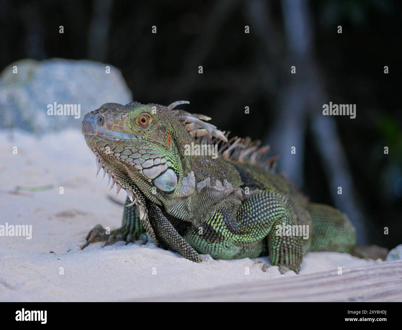 Huge iguana lizard on the beach in Aruba Stock Photo - Alamy