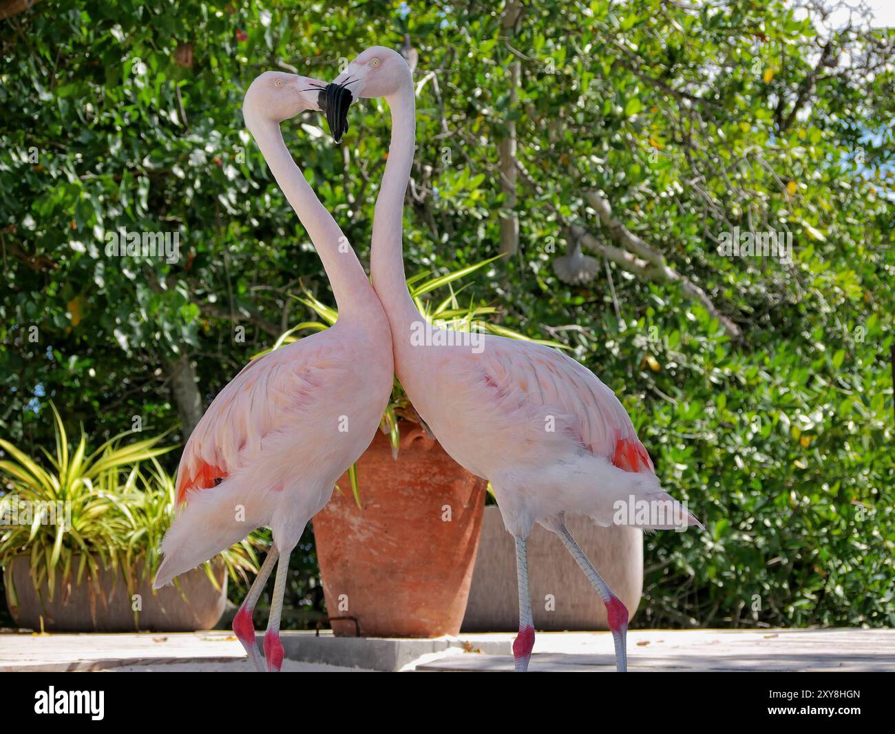 Two flamingos admire kissing each other. A heart form between them ...