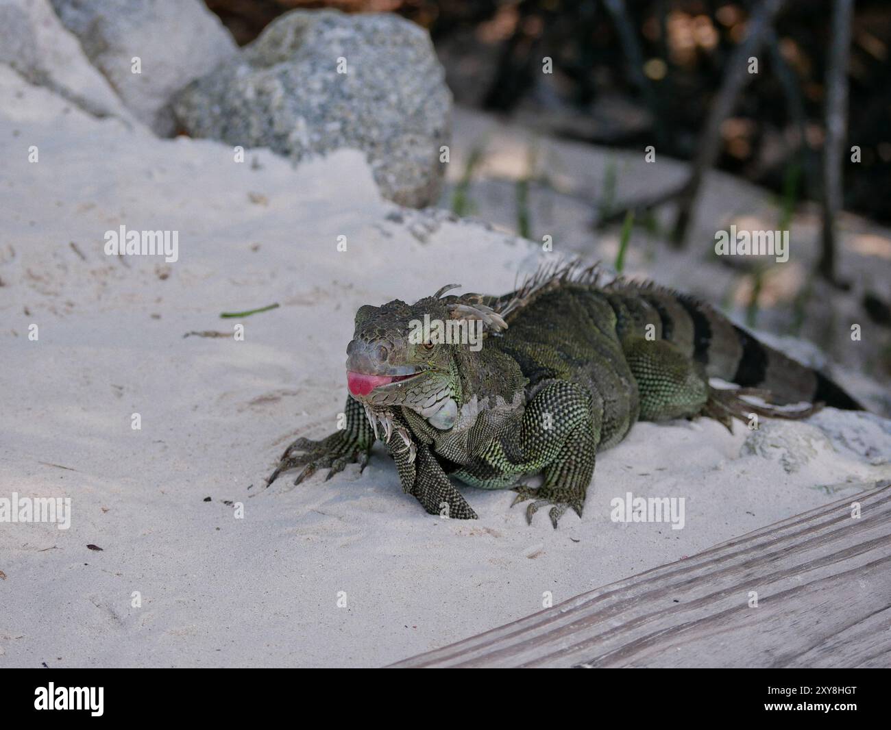 Aruba lizard hi-res stock photography and images - Alamy
