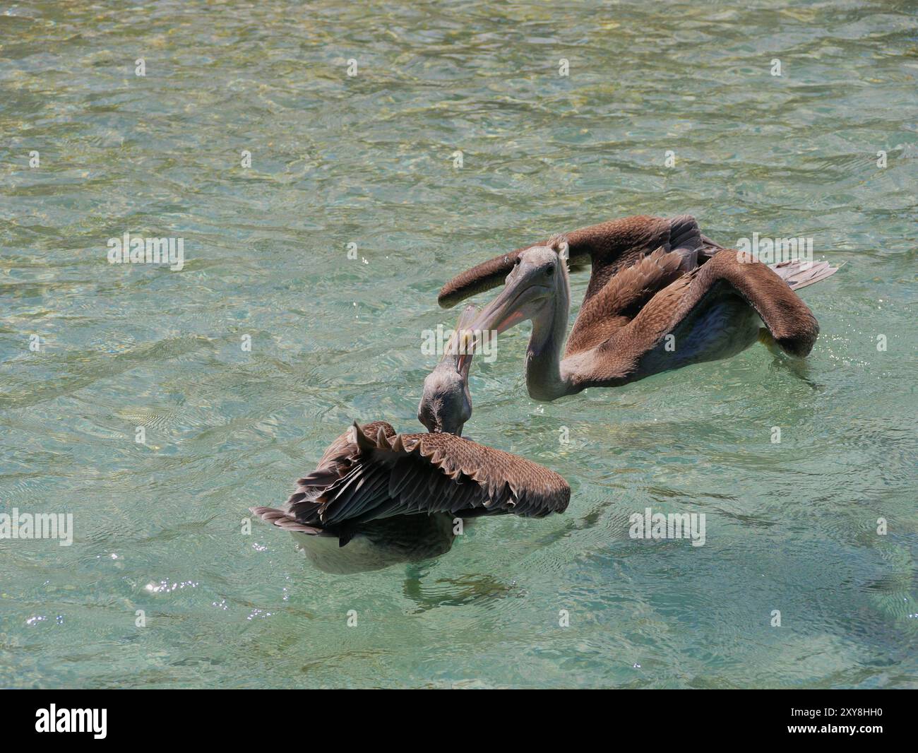 Two pelicans kissing. Pelican couple in love in the water on Aruba ...