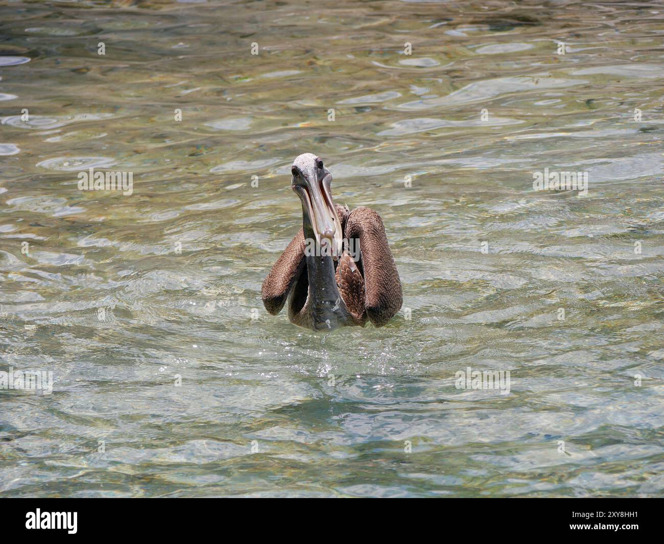 Brown pelican hunting and fishing in the sea on Aruba beach Stock Photo ...