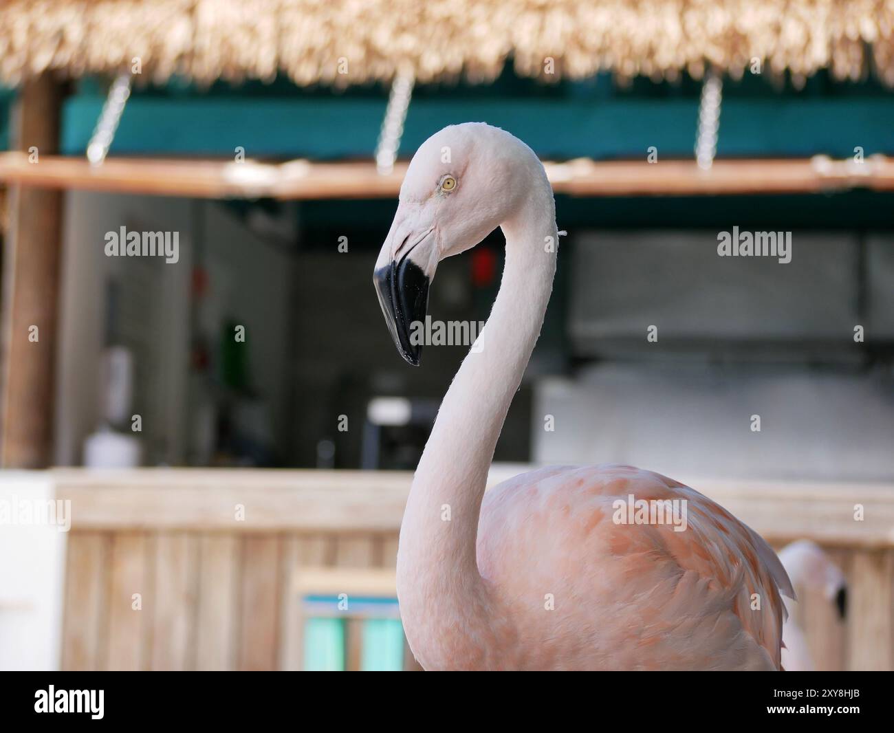 Birds flamingo beach hi-res stock photography and images - Alamy