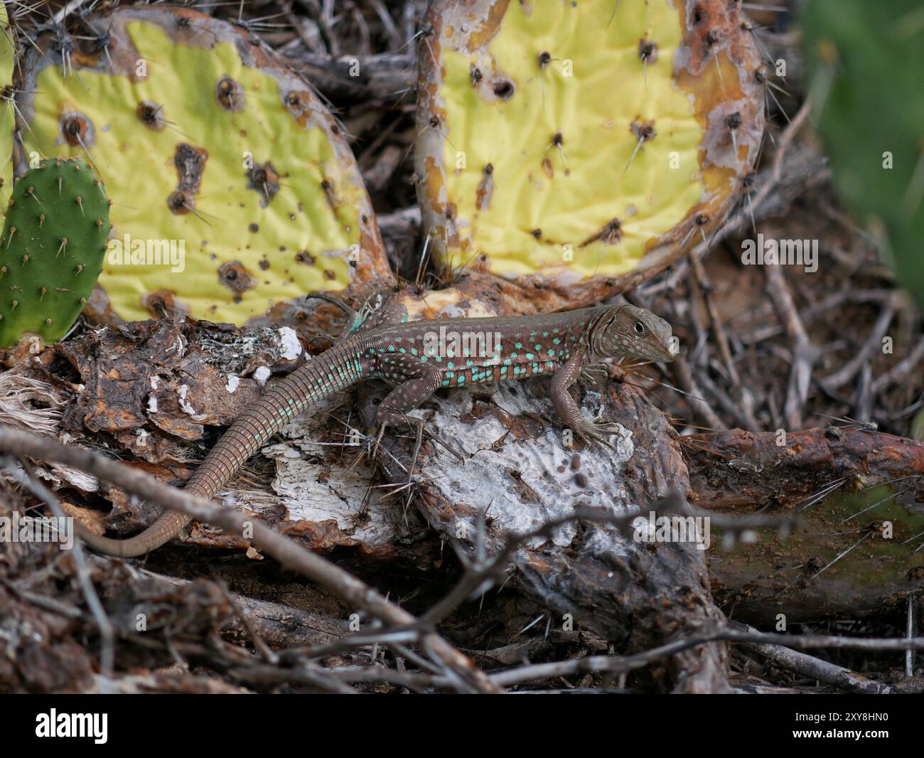 Lizard desert cactus hi-res stock photography and images - Alamy