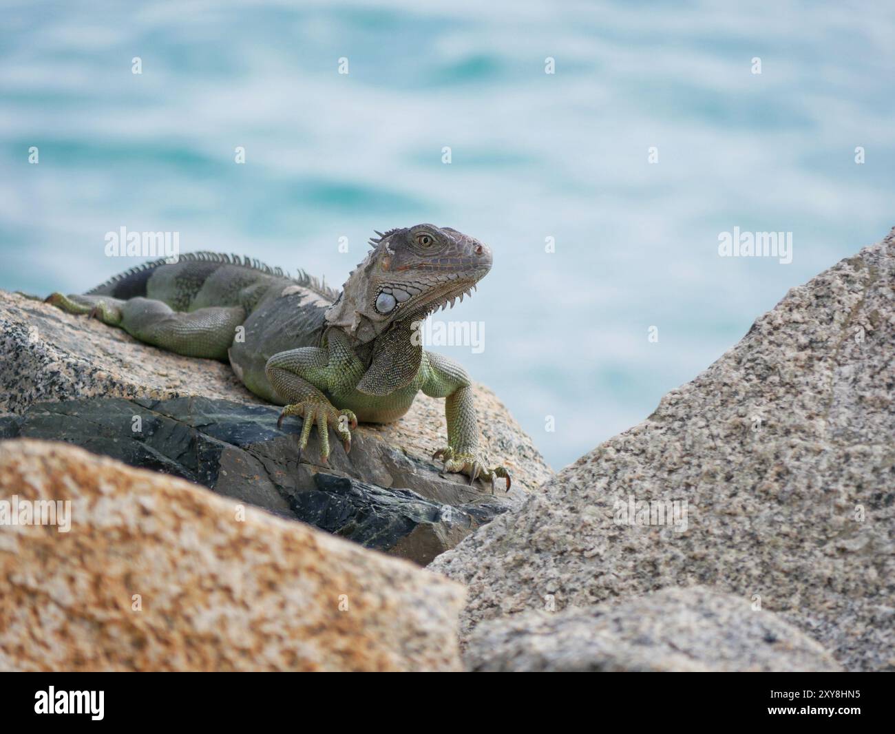 Huge iguana lizard on the beach in Aruba Stock Photo - Alamy