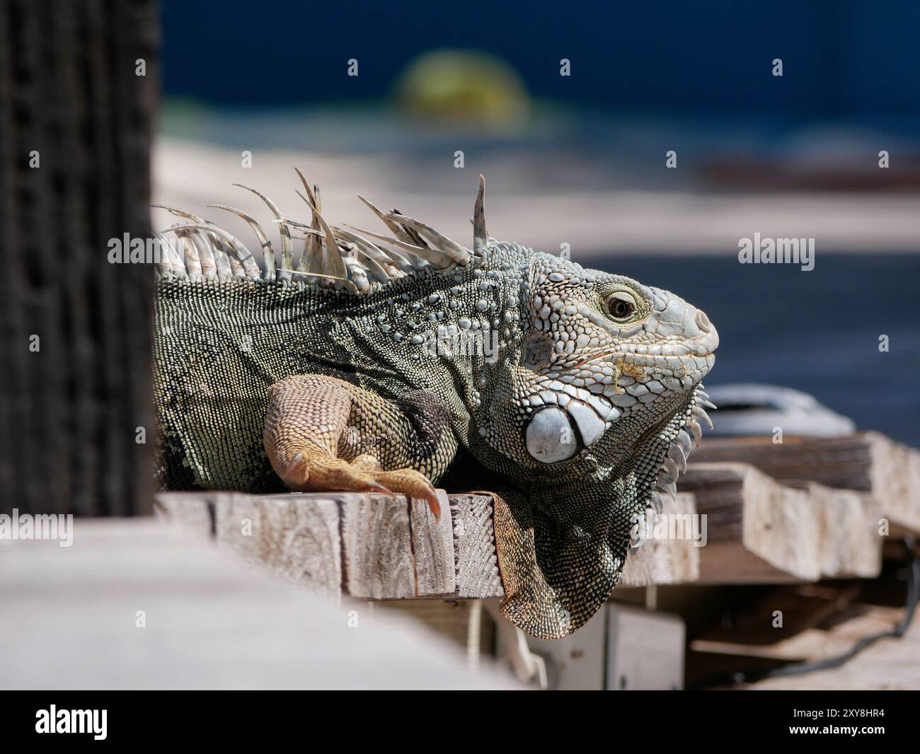 Huge iguana lizard on the beach in Aruba Stock Photo - Alamy