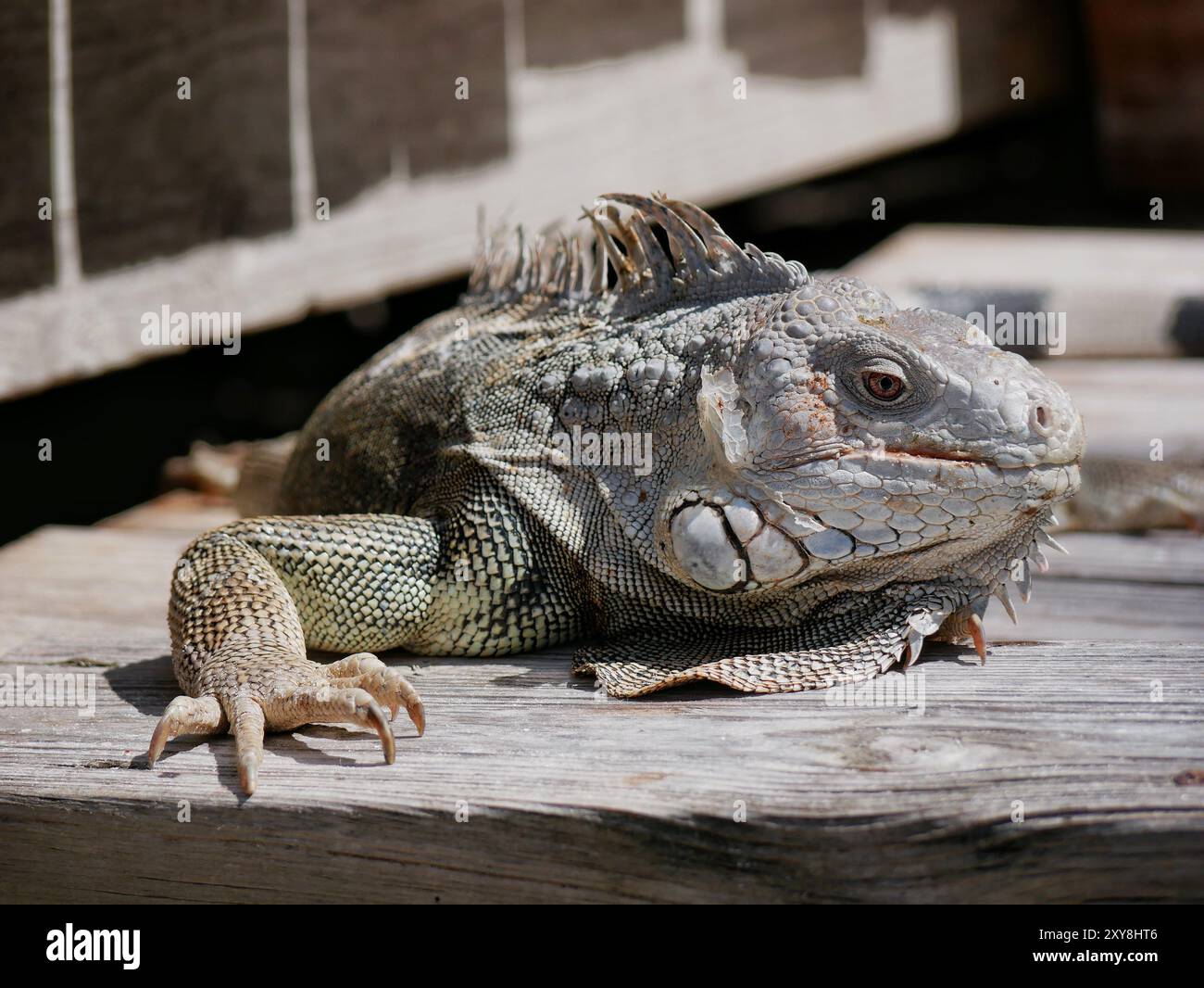 Huge iguana lizard on the beach in Aruba Stock Photo - Alamy