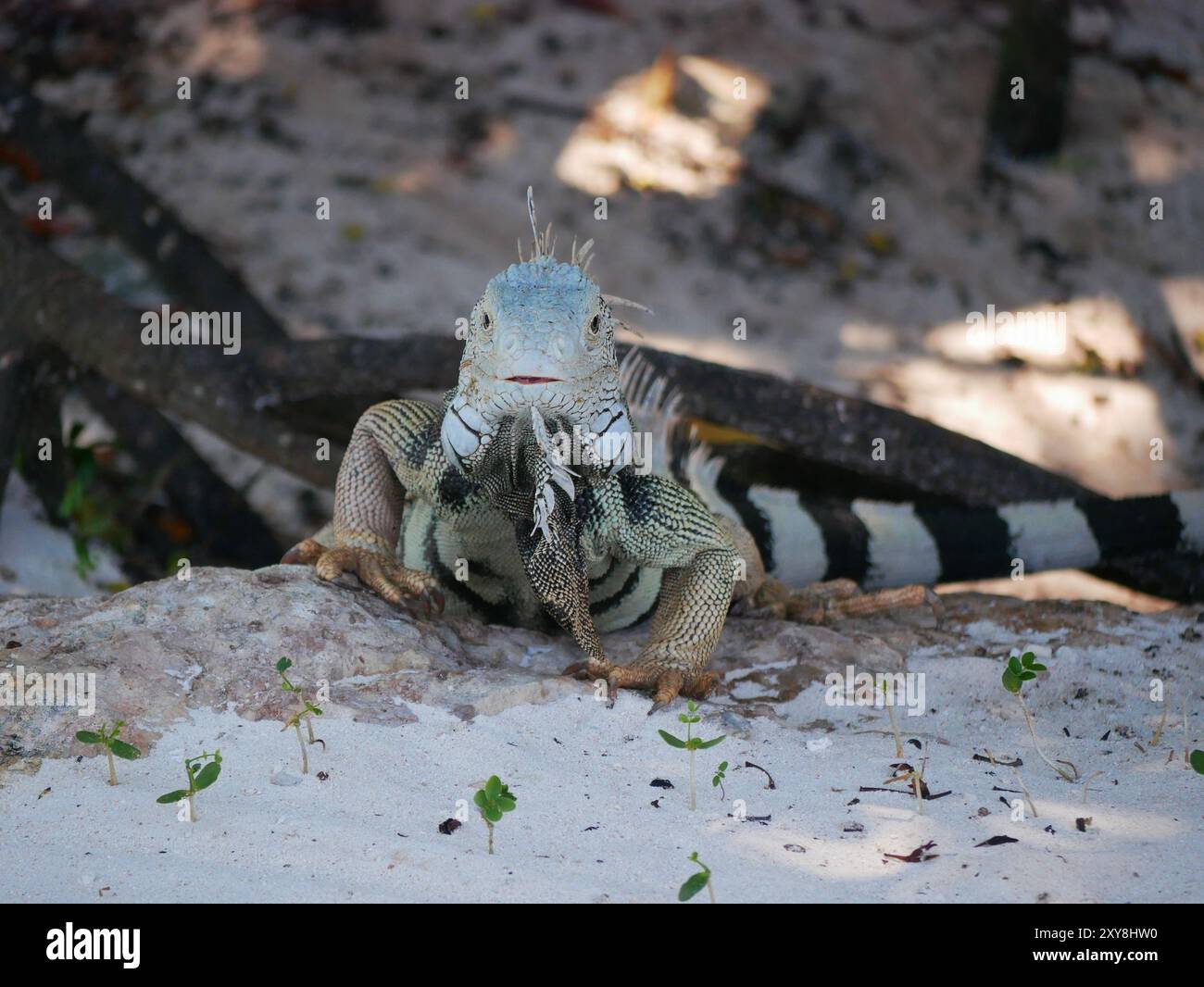Aruba lizards hi-res stock photography and images - Alamy