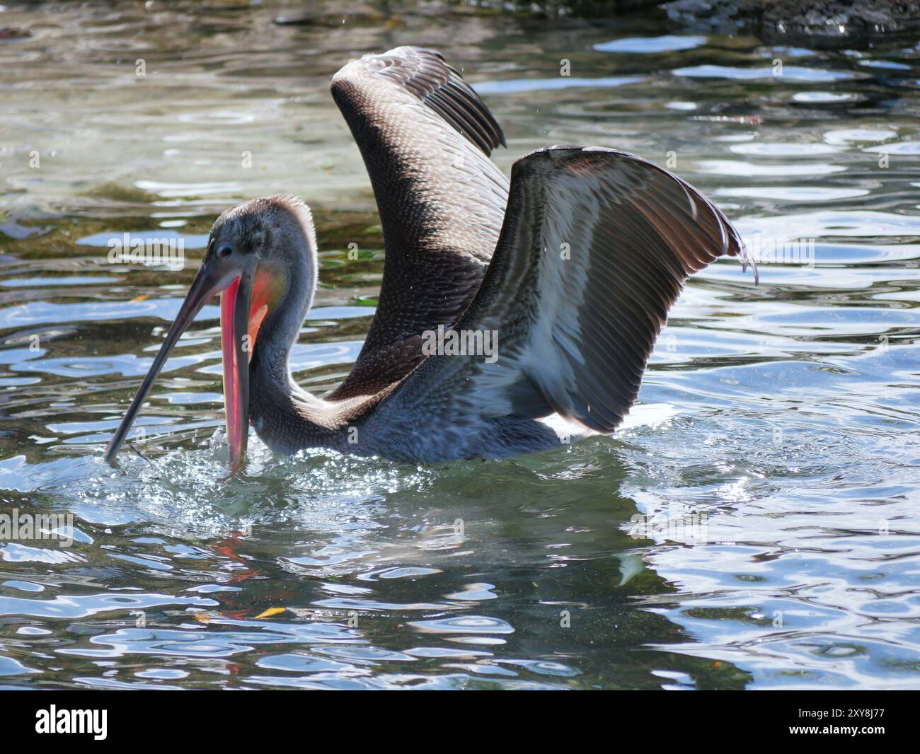 Brown pelican hunting and fishing in the sea on Aruba beach Stock Photo ...